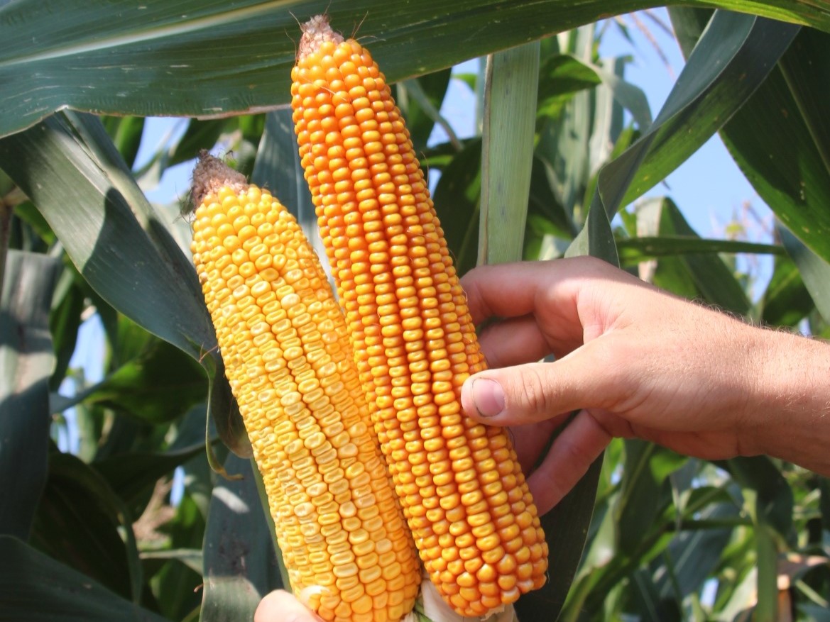 Energy Edge Corn Products available for 2026 - Byron Pro